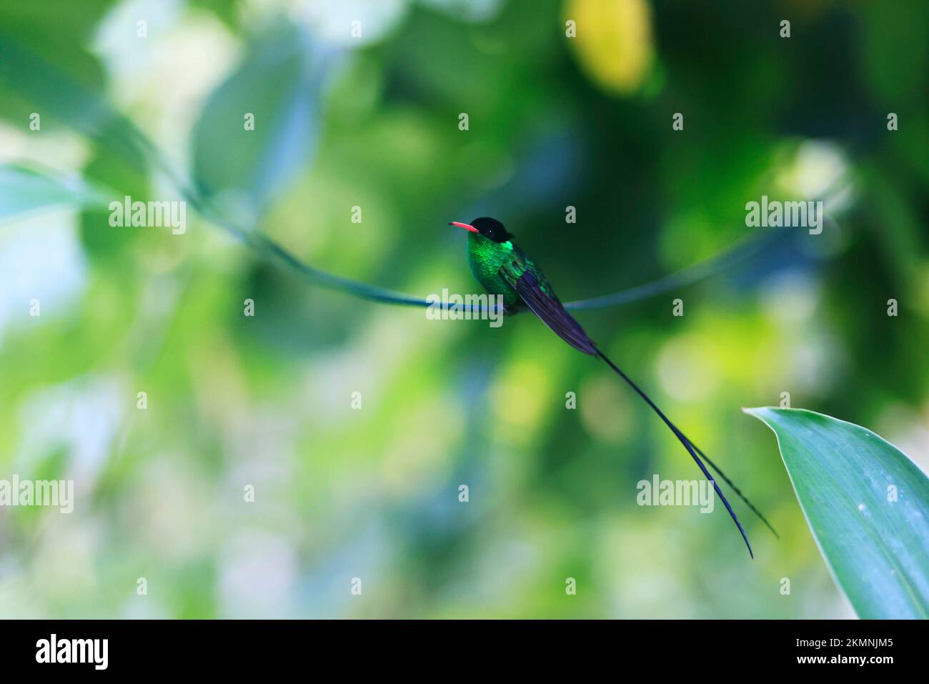 A Doctor Bird or Wimpelschwanz (Trochilus polytmus), Hummingbird ...