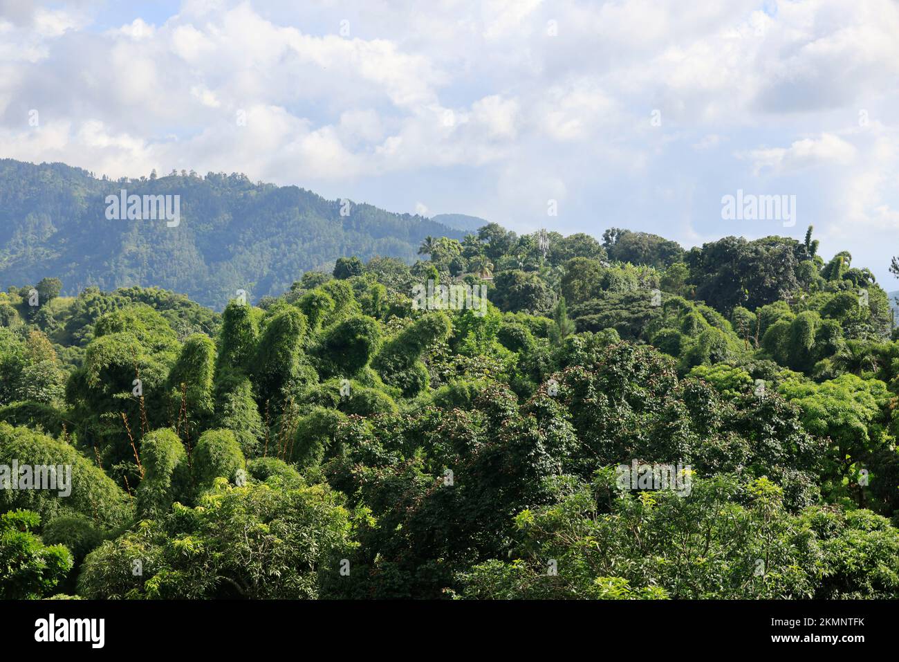 The Blue Mountains in Jamaica, Caribbean, Middle America Stock Photo ...