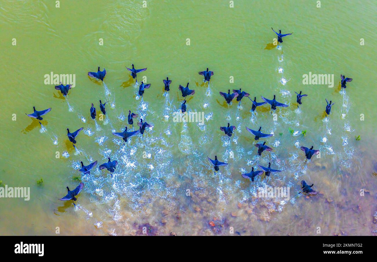 SUQIAN, CHINA - NOVEMBE 25, 2022 - A flock of Common Coot flutters on ...