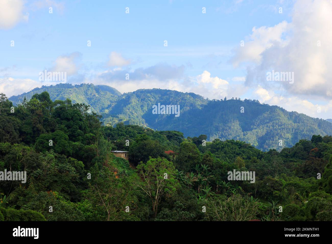 The Blue Mountains in Jamaica, Caribbean, Middle America Stock Photo ...