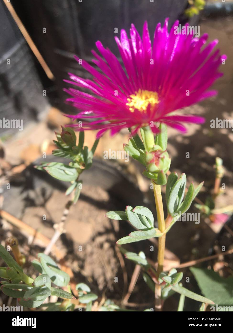 lampranthus multiradiatus. sunbeams blooming in the garden Stock Photo ...