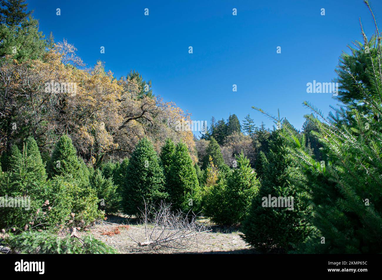 Christmas tree farm blue sky green trees Stock Photo - Alamy