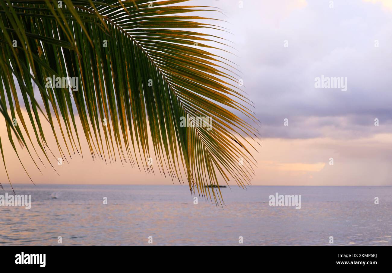 Sunset at the Beach with Palm Trees in Negril, Jamaica, Caribbean ...