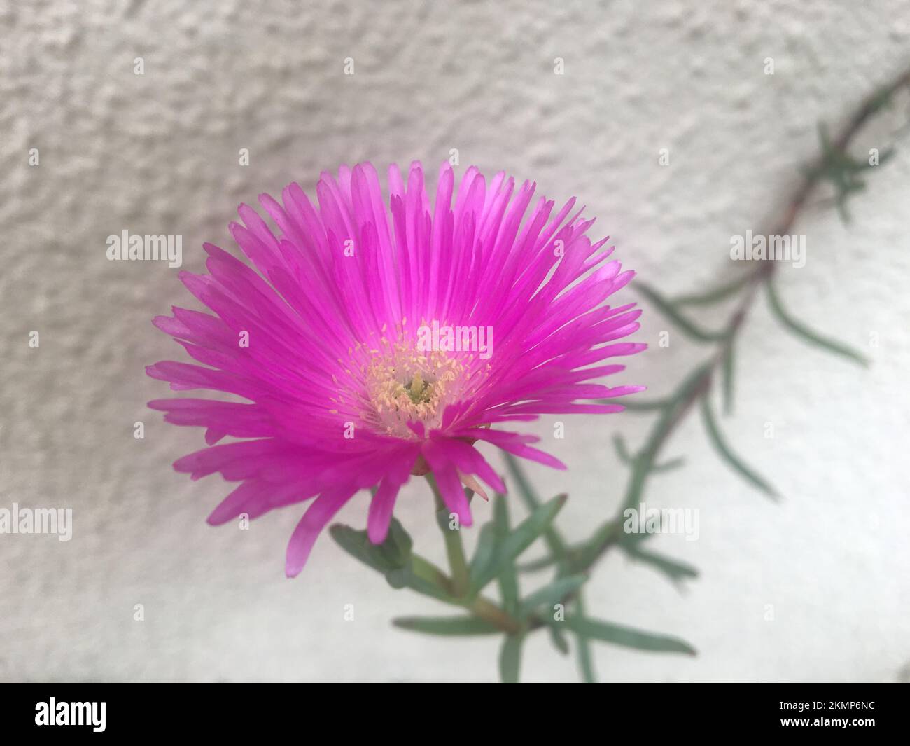 lampranthus multiradiatus. sunbeams blooming in the garden Stock Photo ...