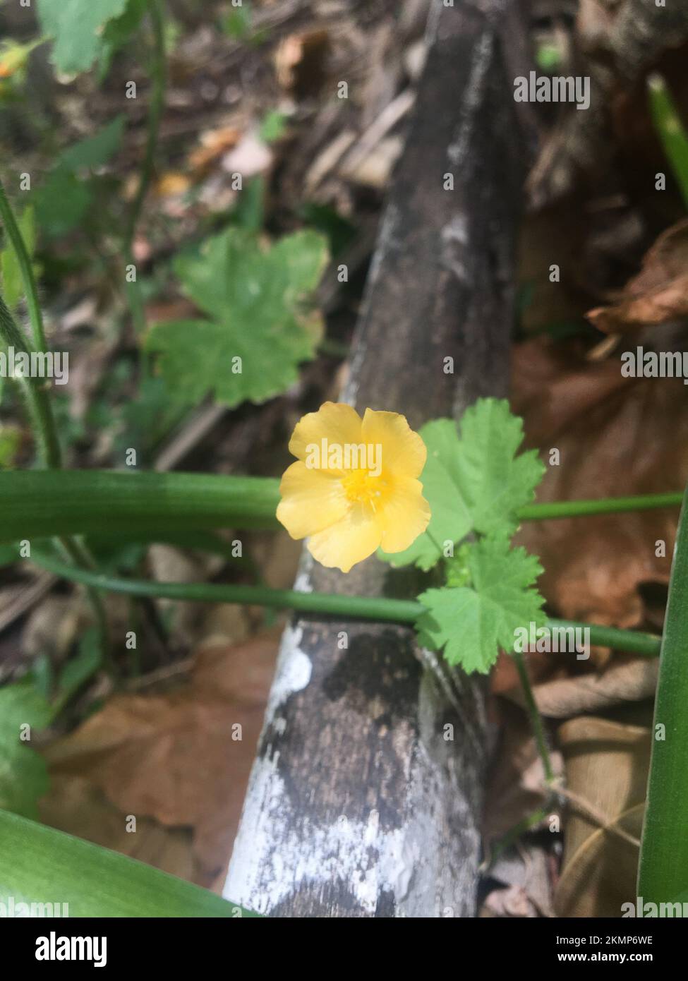 Field mallow hi-res stock photography and images - Alamy