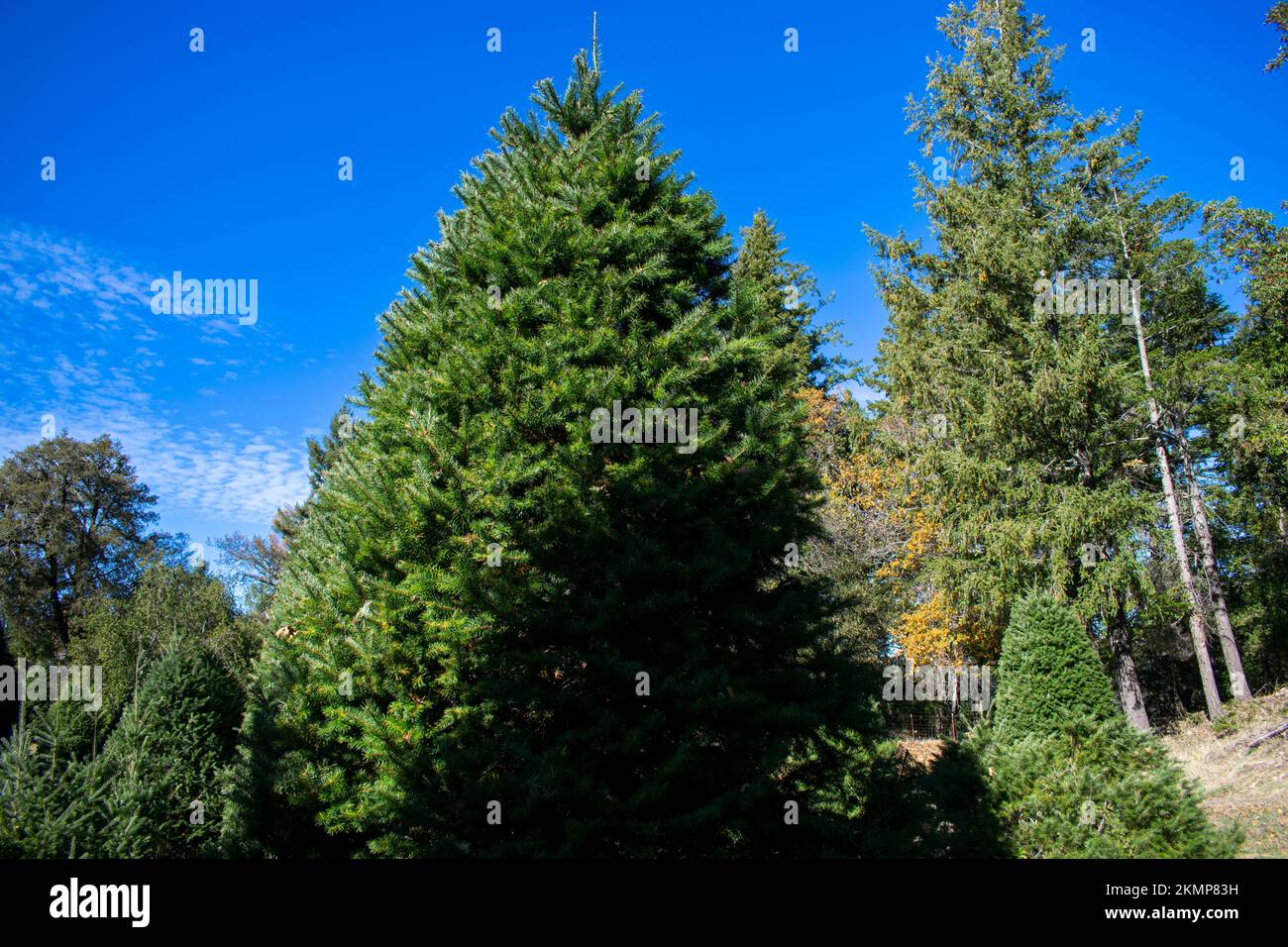 Christmas tree farm blue hi-res stock photography and images - Alamy