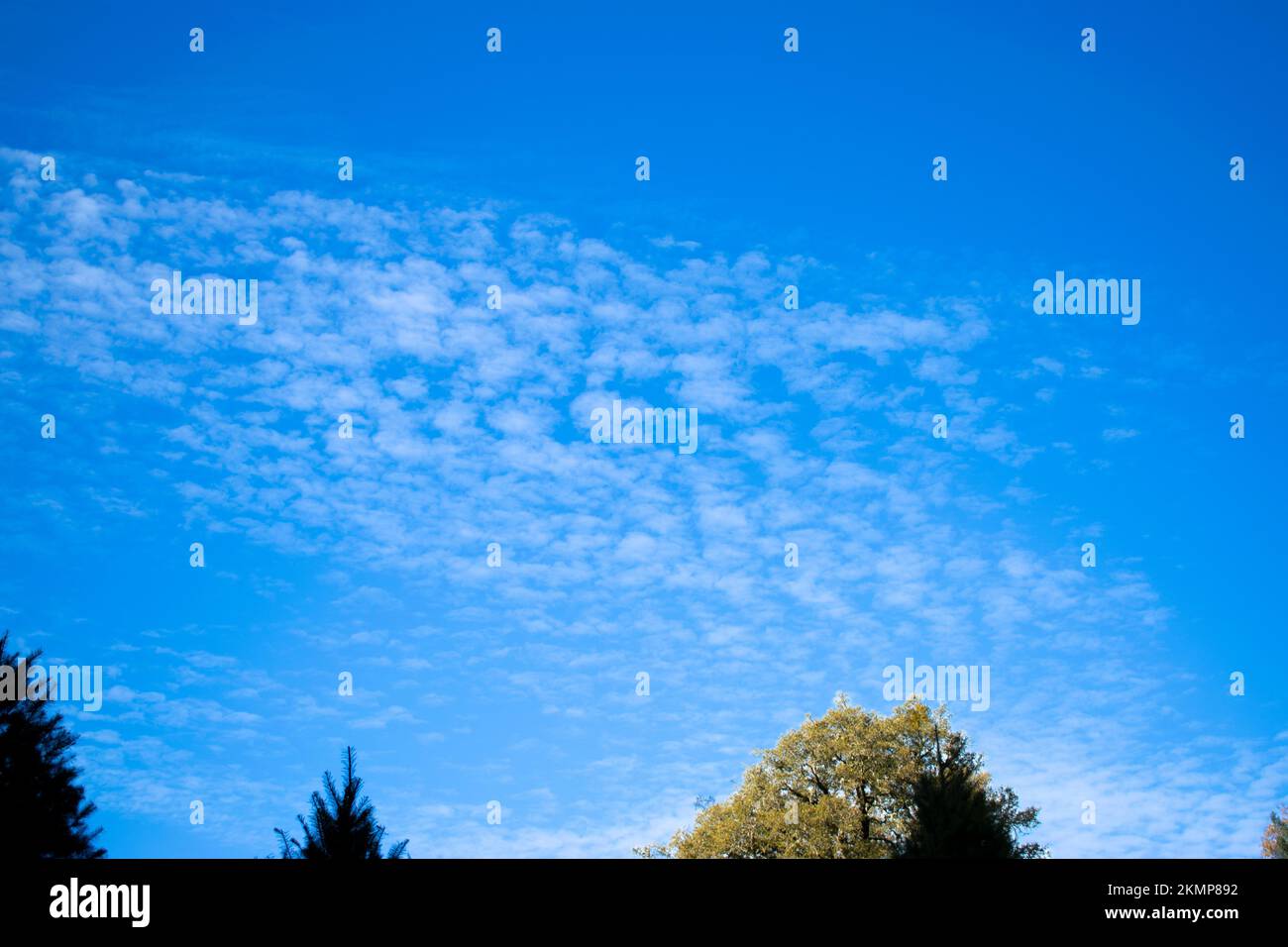 Sky plants hi-res stock photography and images - Alamy