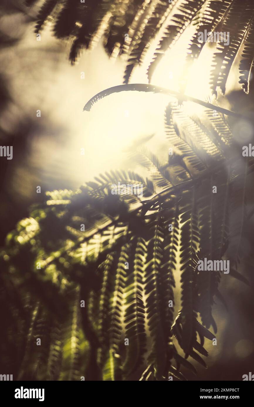 Retro still photo of sunlight protruding through a fern swaying in the ...