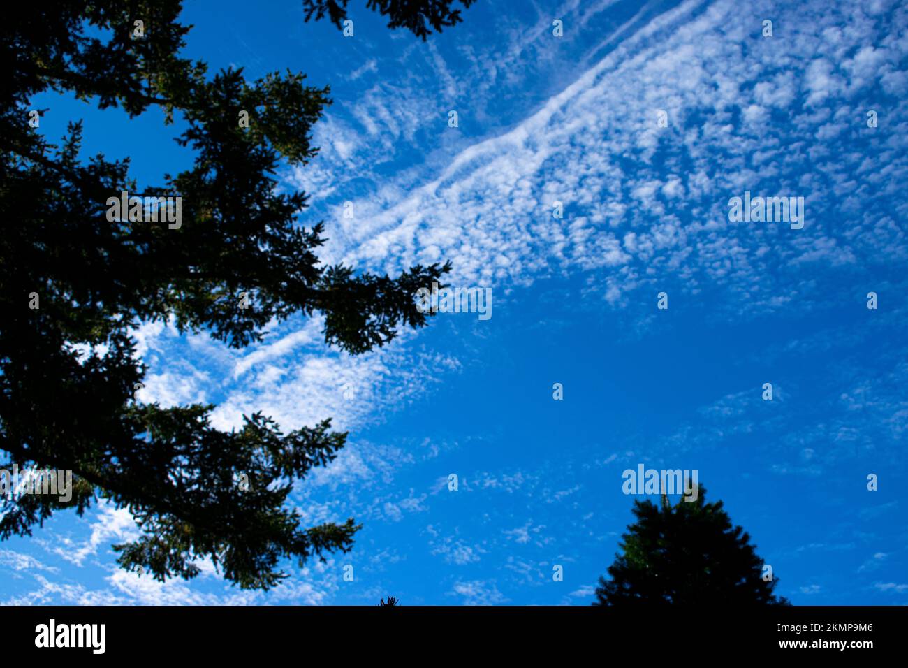 Plants and trees outside in bright blue sky with beautiful clouds Stock ...