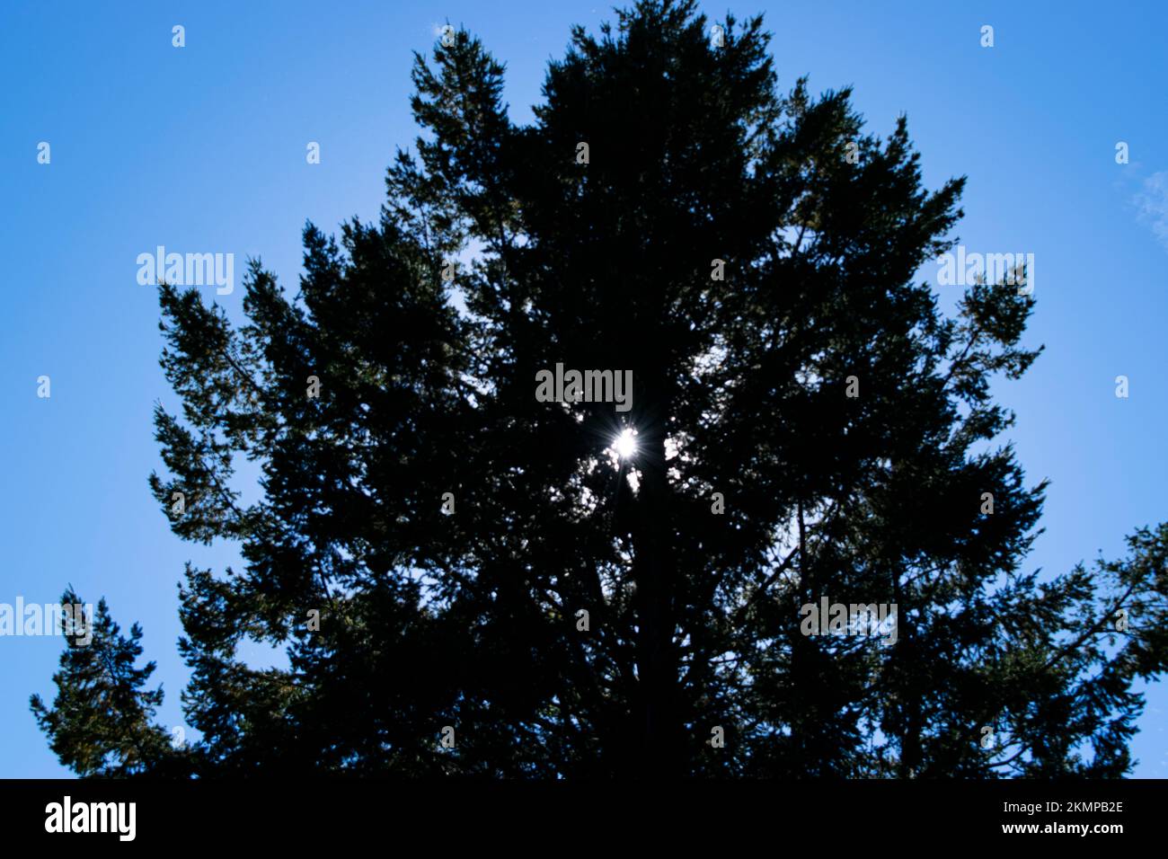 big green trees with sun peaking through in blue sky Stock Photo - Alamy