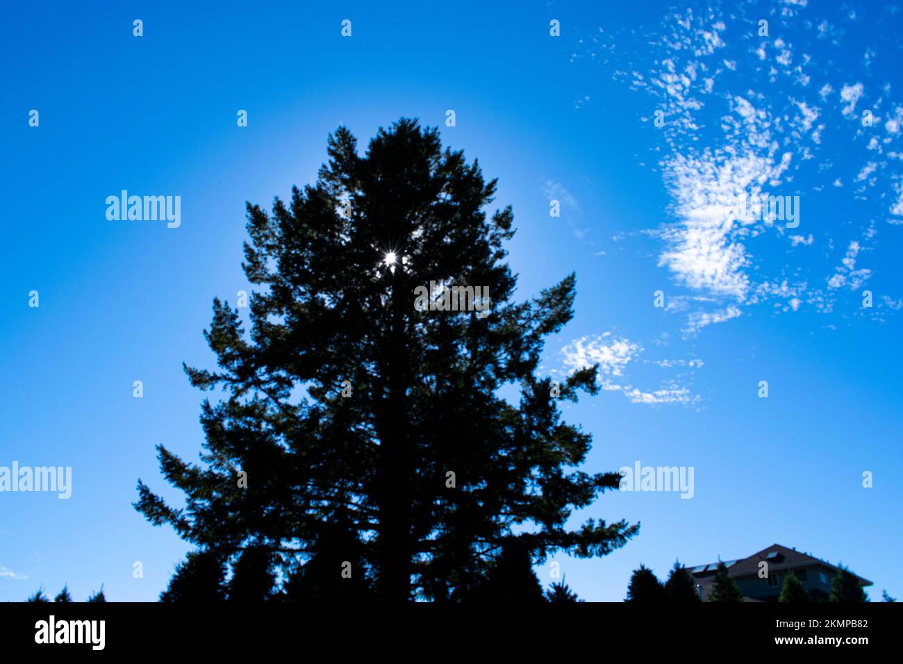 big green trees with sun peaking through in blue sky Stock Photo - Alamy