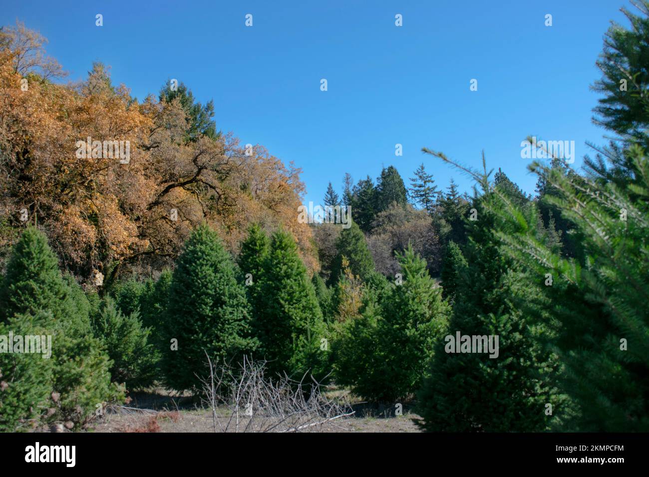Christmas tree farm blue sky green trees Stock Photo - Alamy