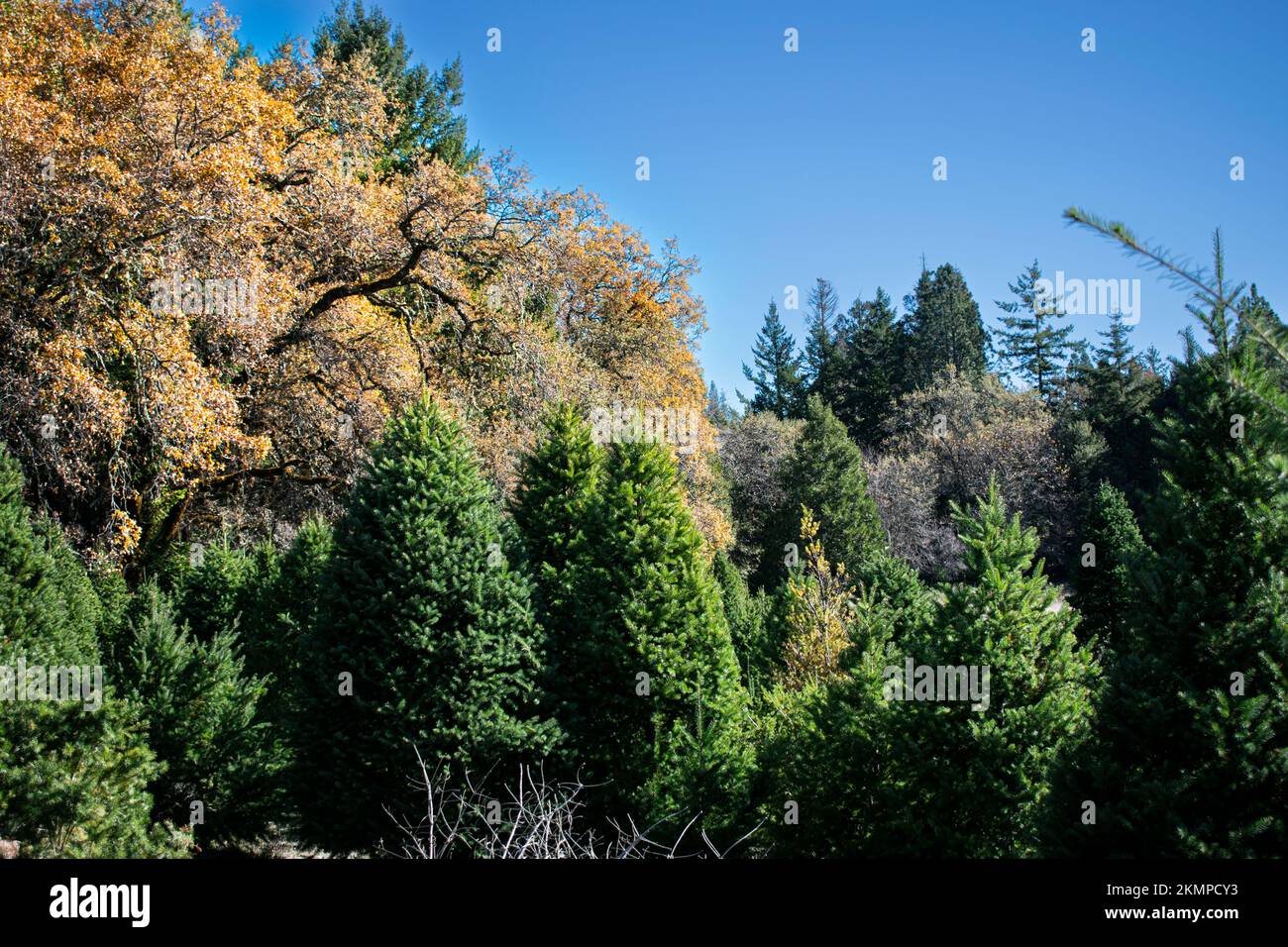 Christmas tree farm blue hi-res stock photography and images - Alamy