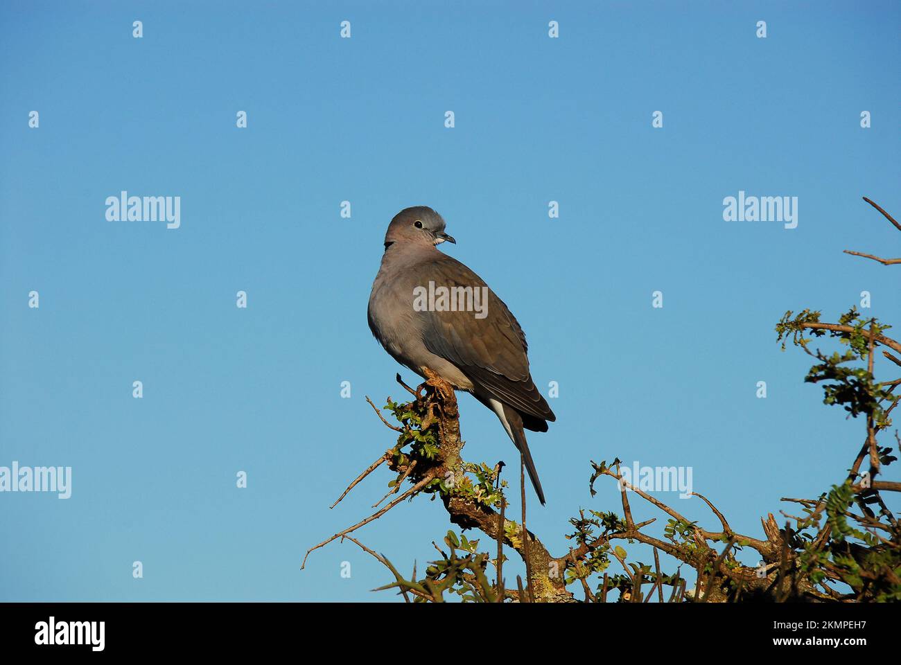 Wild african mourning dove hi-res stock photography and images - Alamy