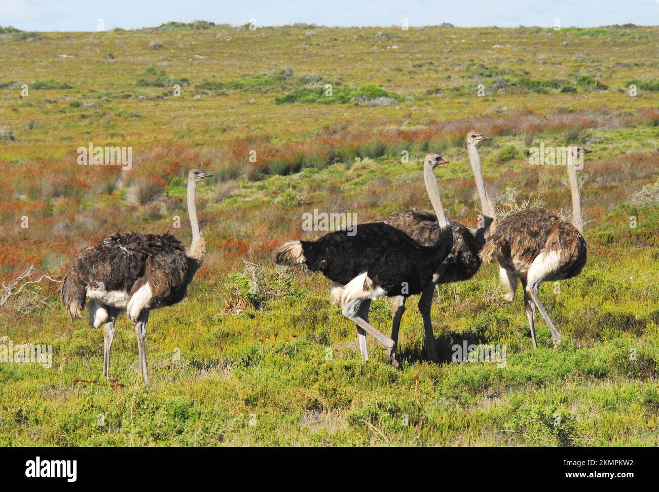 A close up view of 4 wild adult Ostriches walking through a colorful ...