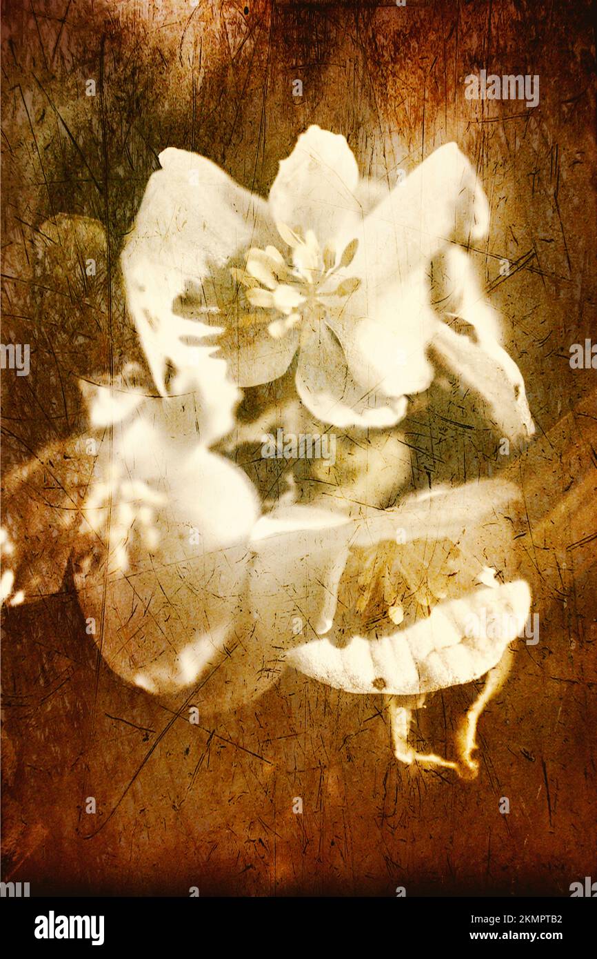 Old antique flowers bloom from a gone but unforgotten age old romance ...