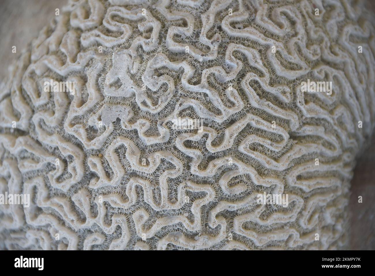 Extreme close up of the details of a skeleton or fossil of a Brain ...