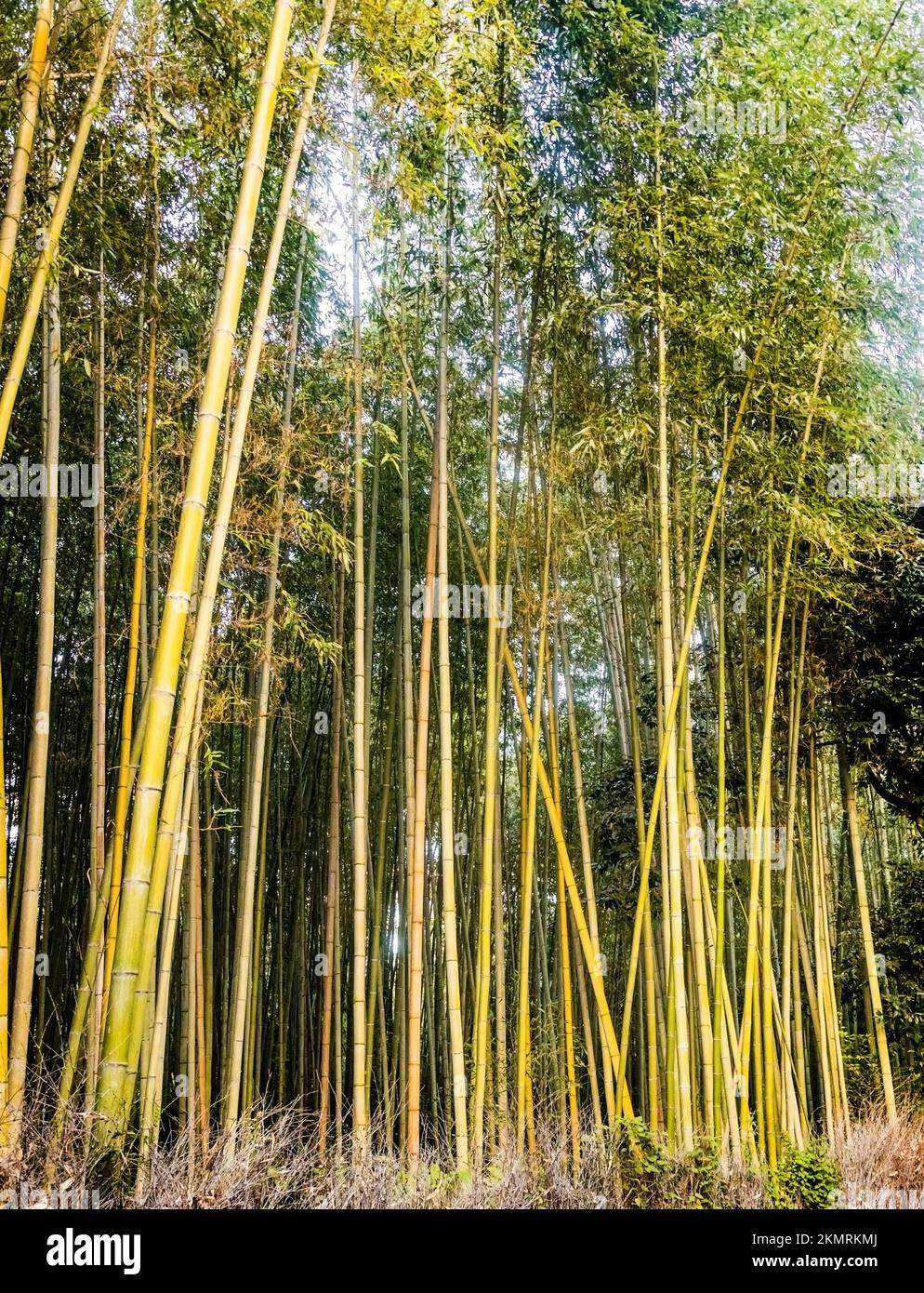 Arashiyama bamboo forest tourist park attraction in Kyoto Japan Stock ...