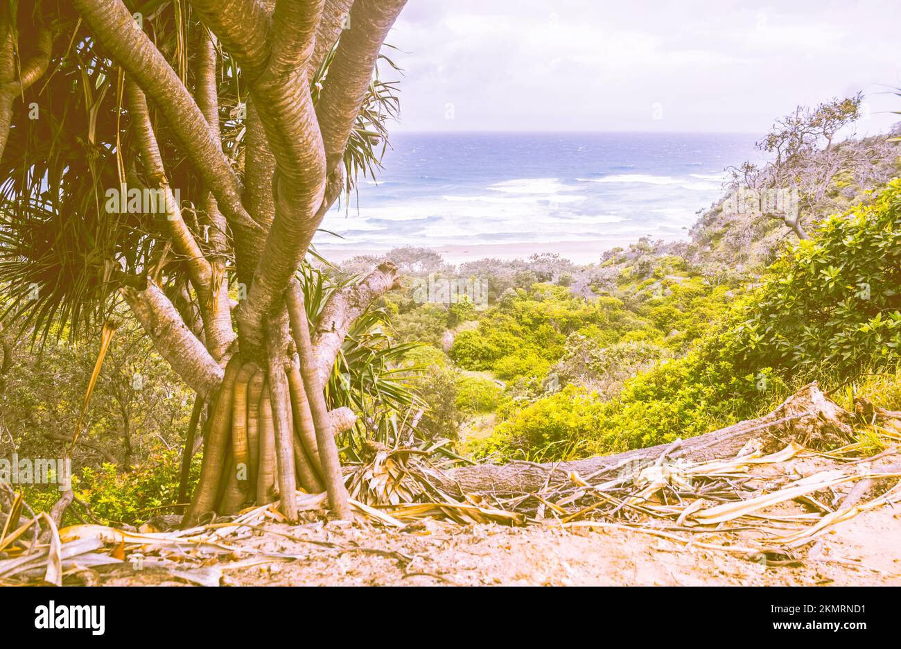 Pandanus spring hi-res stock photography and images - Alamy