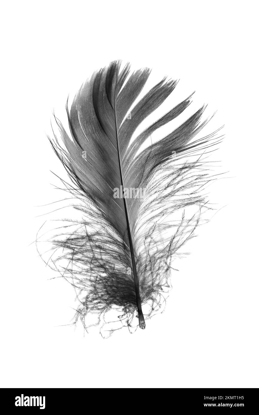 White grey gray feathers Black and White Stock Photos & Images - Alamy