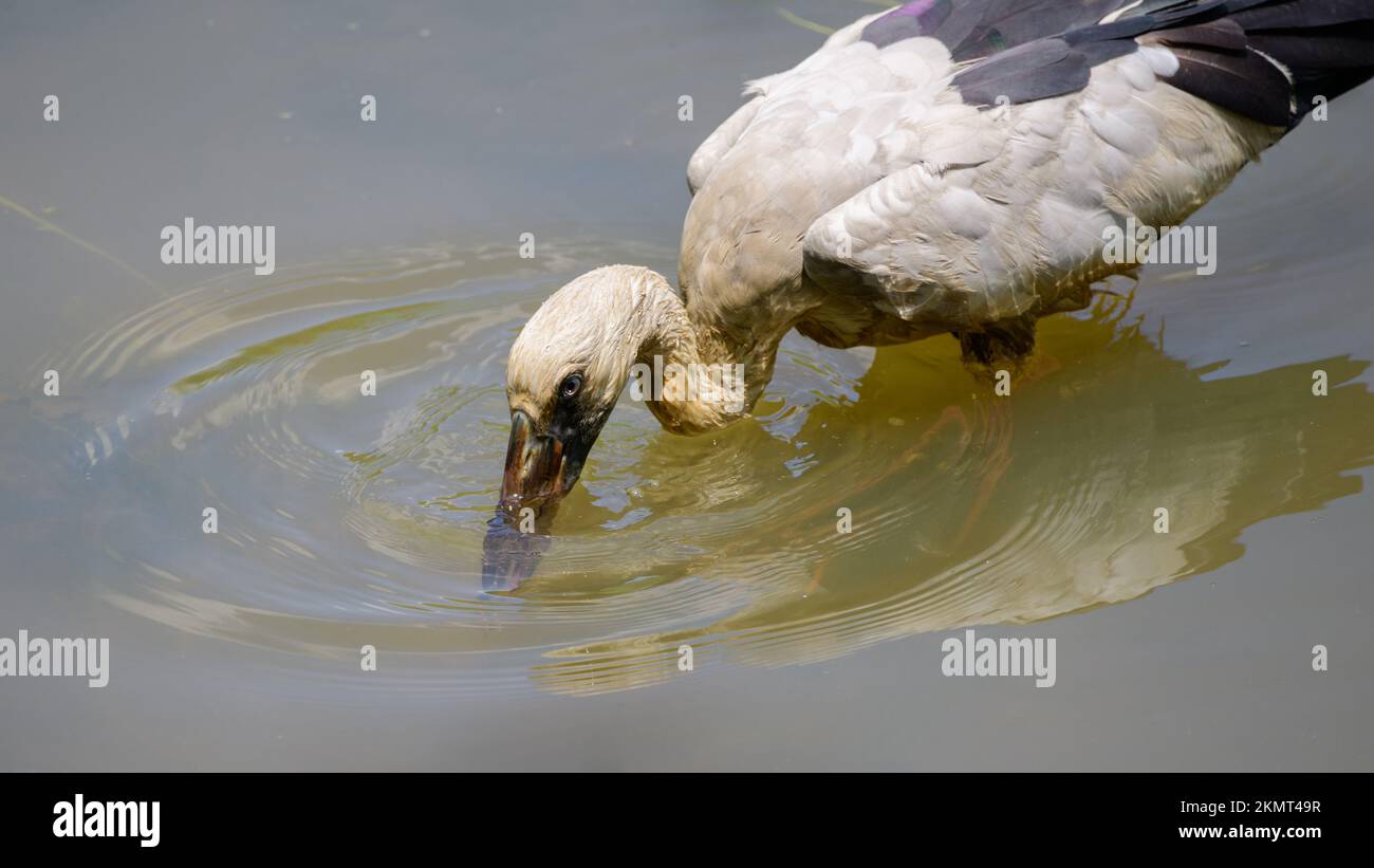 Asian openbill stork bird hunting fish in a shallow water stream ...
