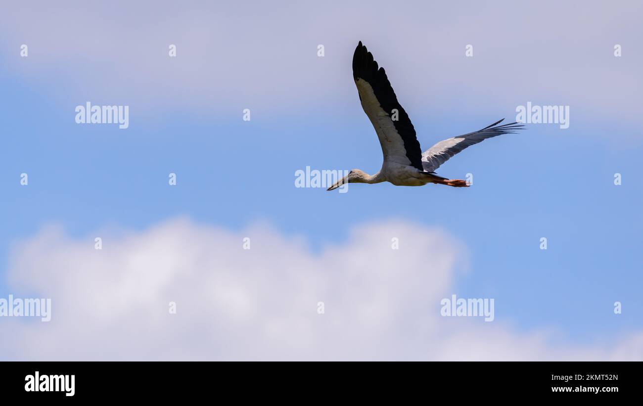 Asian openbill stork in flight. Large wader bird flying photograph ...