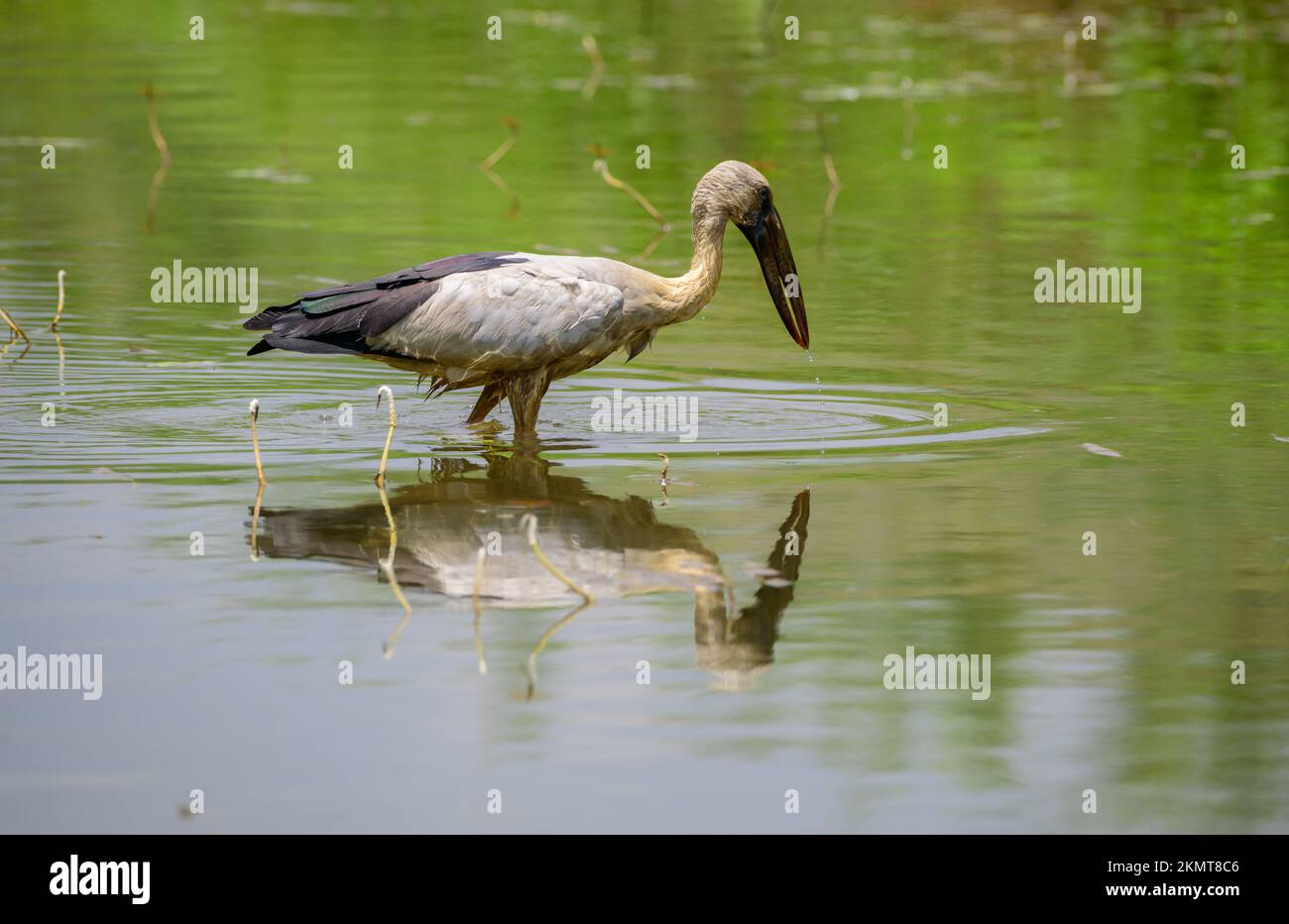 Asian openbill stork stands still in the shallow water stream, waiting ...