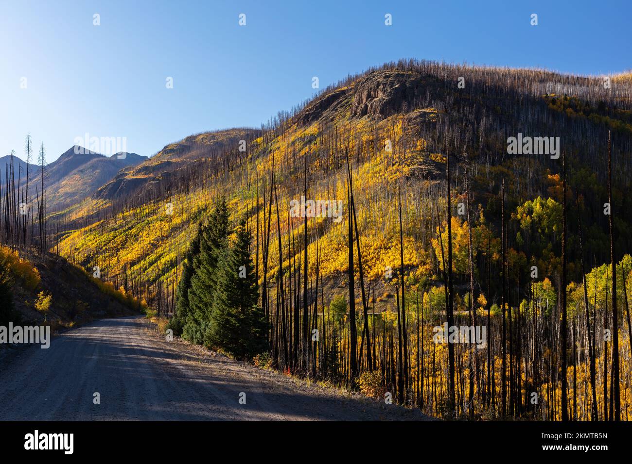 After the fire, Hope Creek, Rio Grande National Forest, San Juan ...
