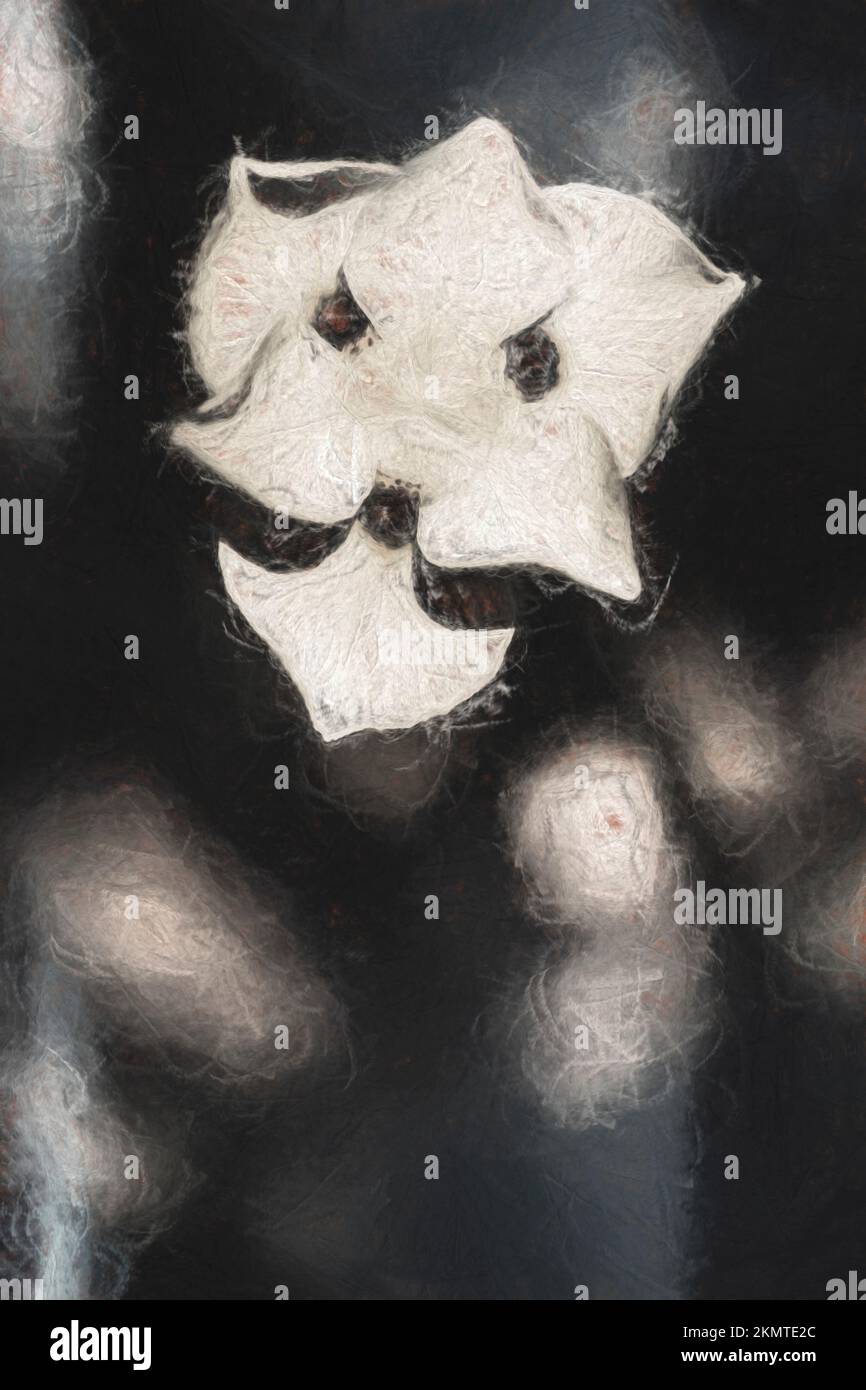 Creative distressed digital drawing of a desaturated flower in bloom ...