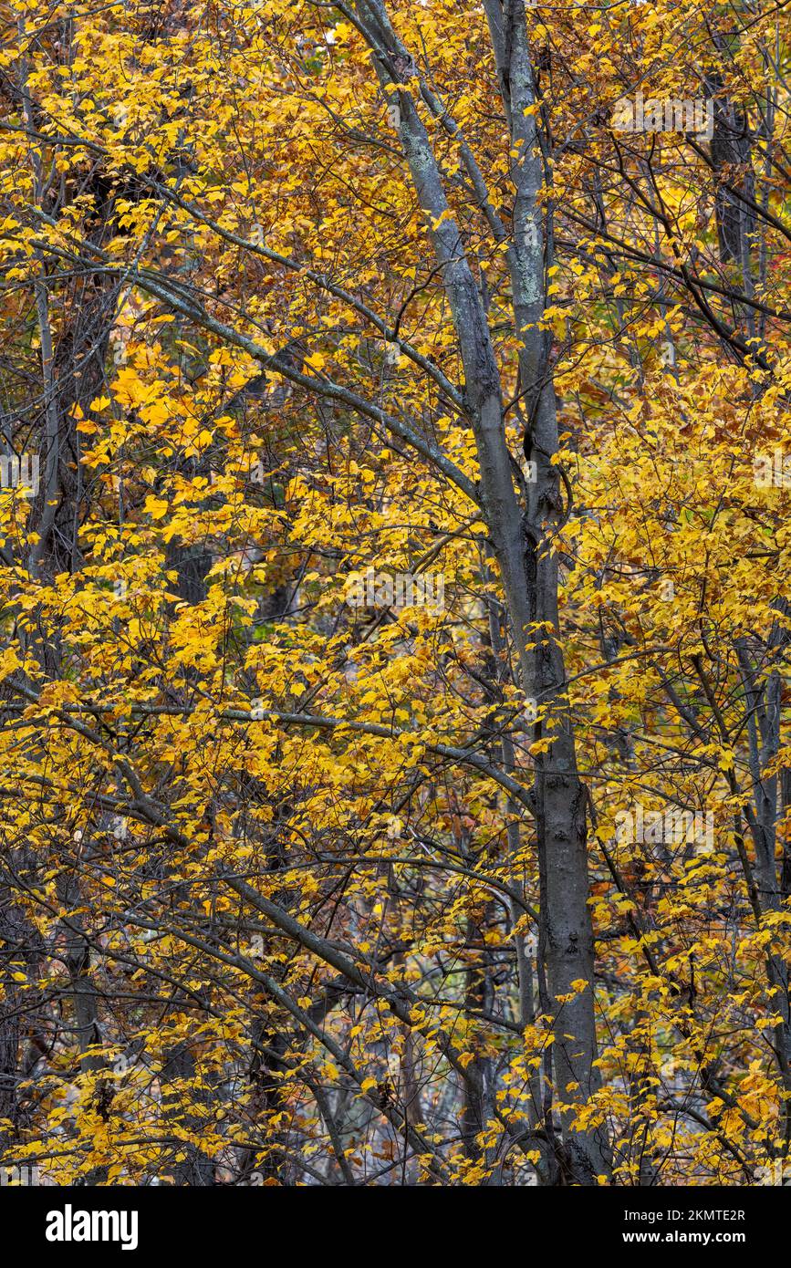 Red Maple (Acer rubrum) and Tulip Poplar (Liriodendron tulipifera) in ...