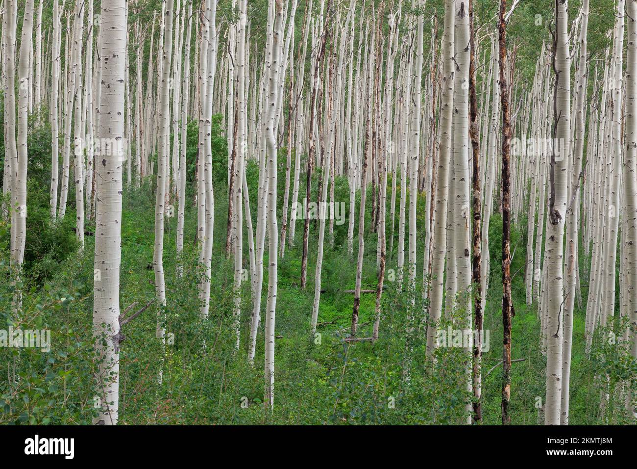 Stand of aspen trees in summer, White River National Forest, Pitkin ...