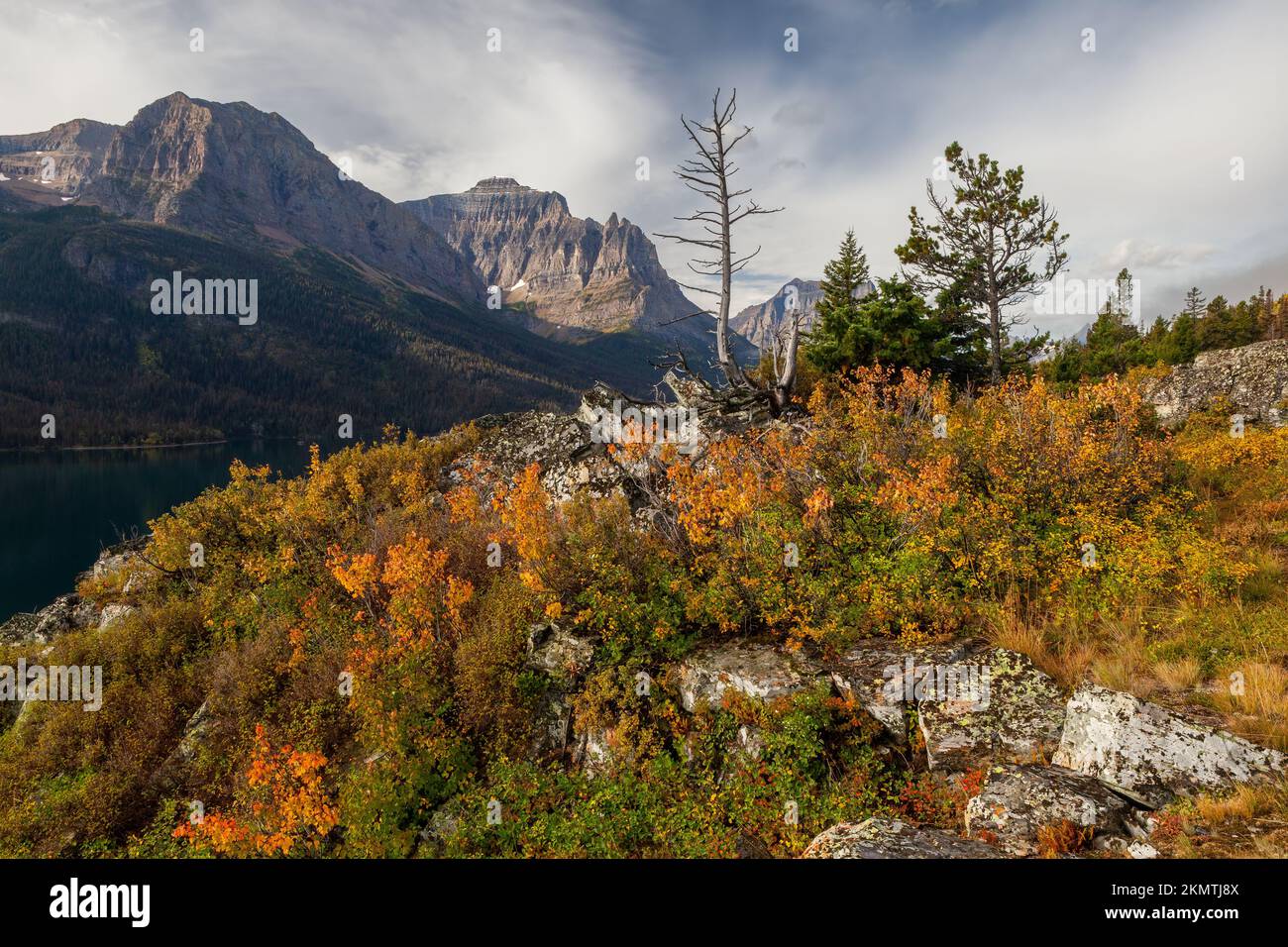 Autumn foliage along Going-to-the-Sun Road, Glacier National Park ...