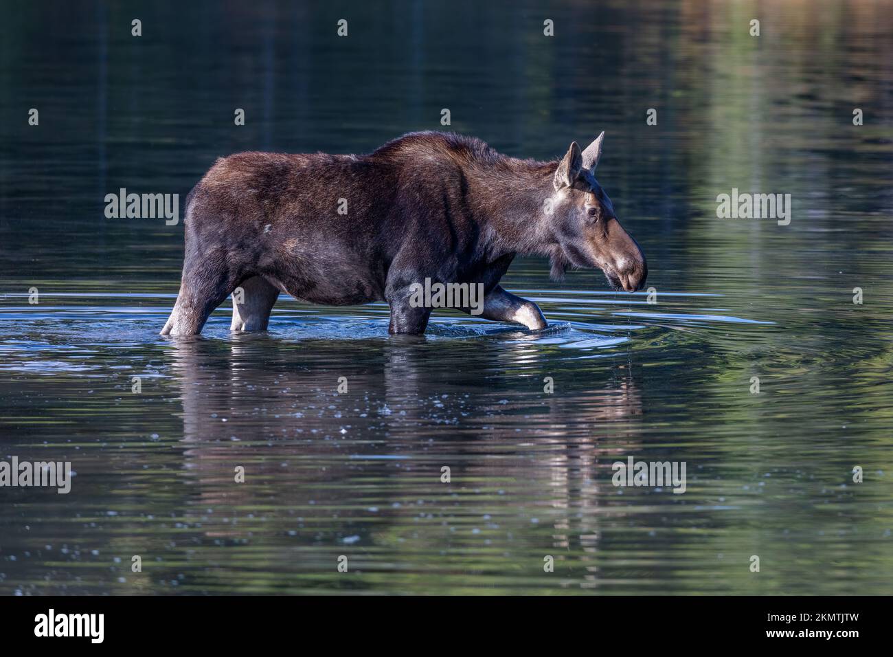Cow moose wading in Fishercap Lake, Glacier National Park, Montana ...