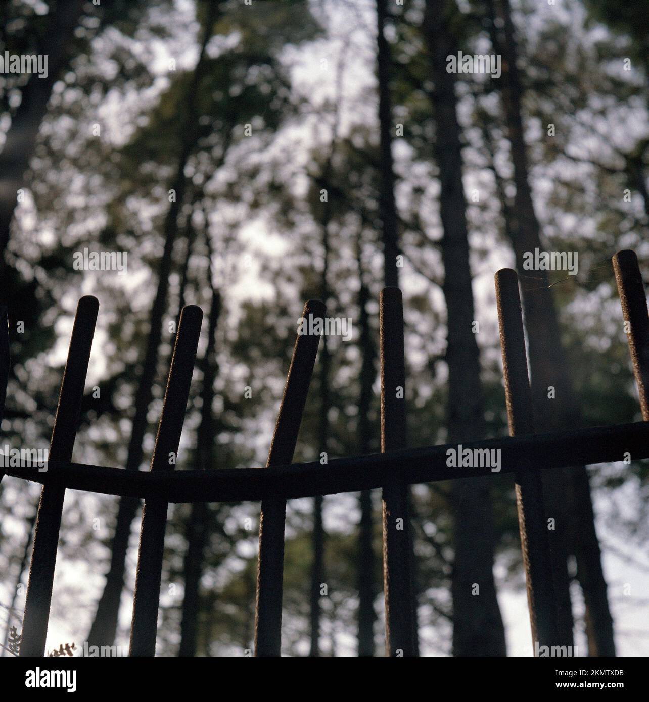 Top of iron pole fence against background of trees Stock Photo - Alamy