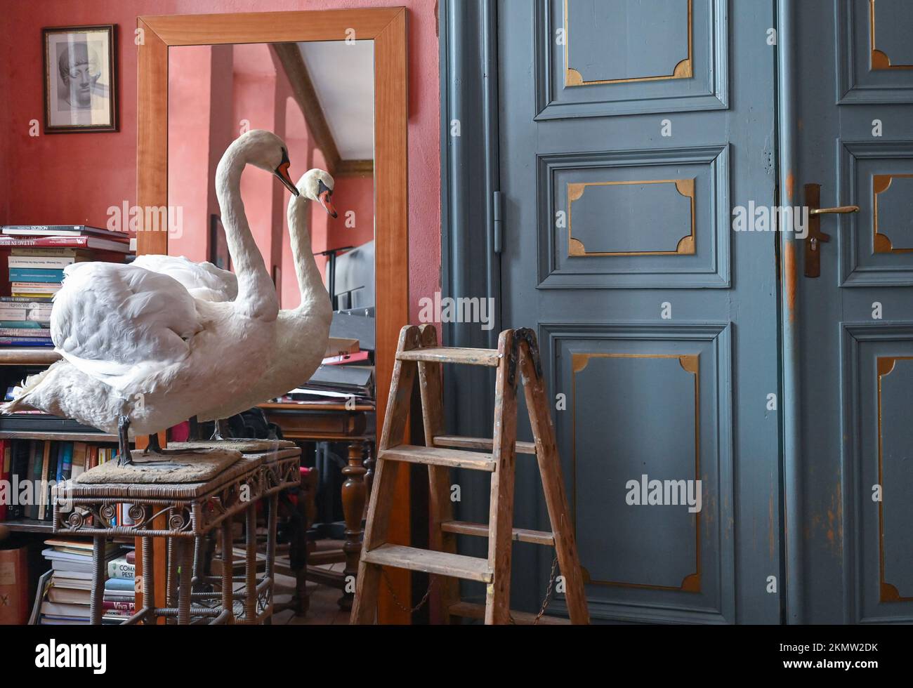Wartin, Germany. 22nd Nov, 2022. A taxidermied swan stands in a room at ...
