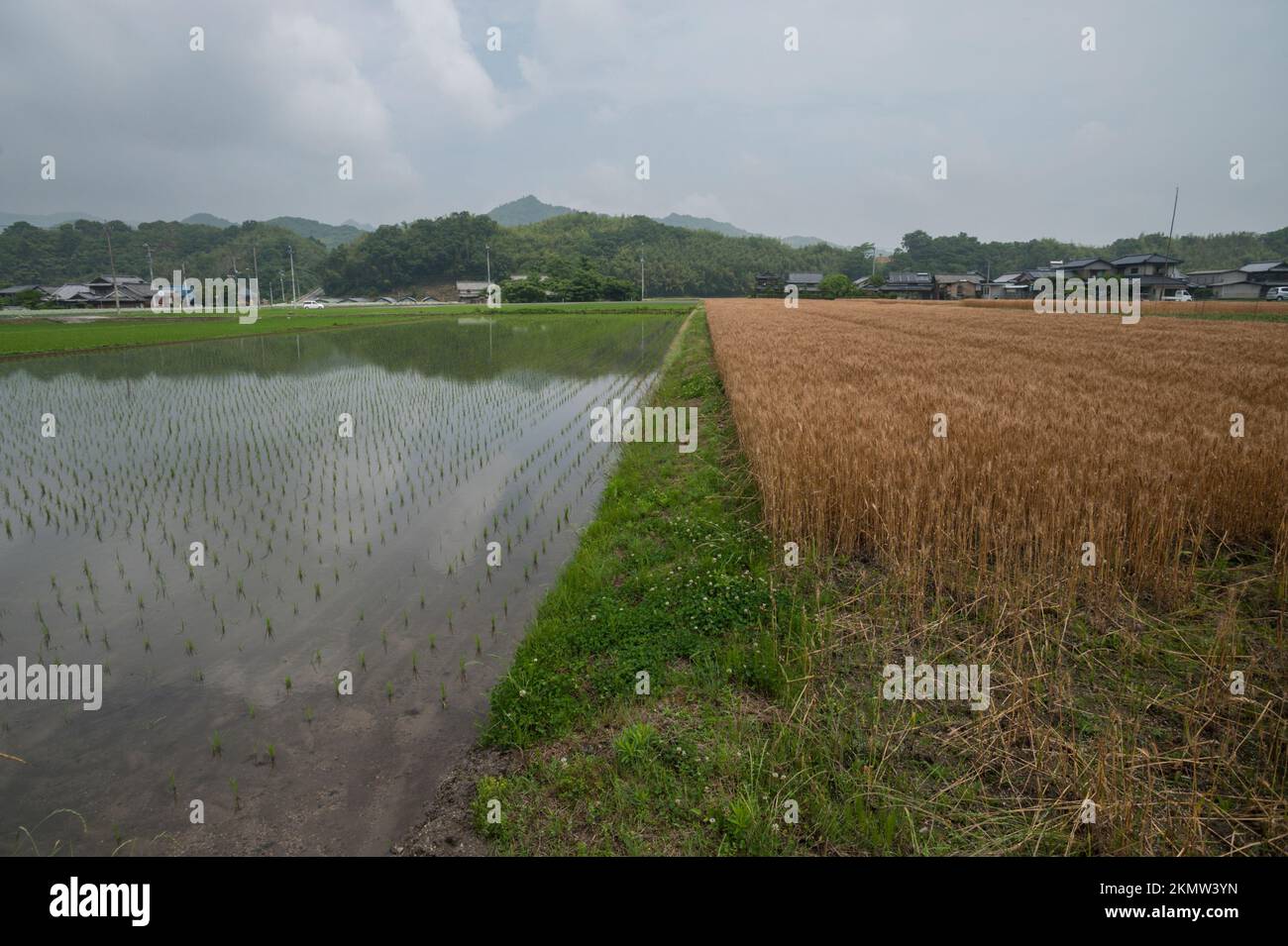 Wheat and rice grow side by side in June in Kagawa's interior Stock ...