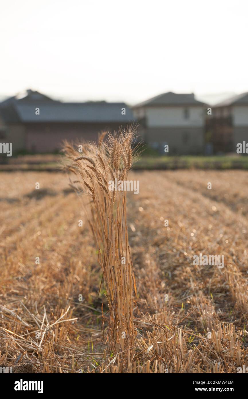 Kagawa wheat growing before the rice crop on the outskirts of Takamatsu ...