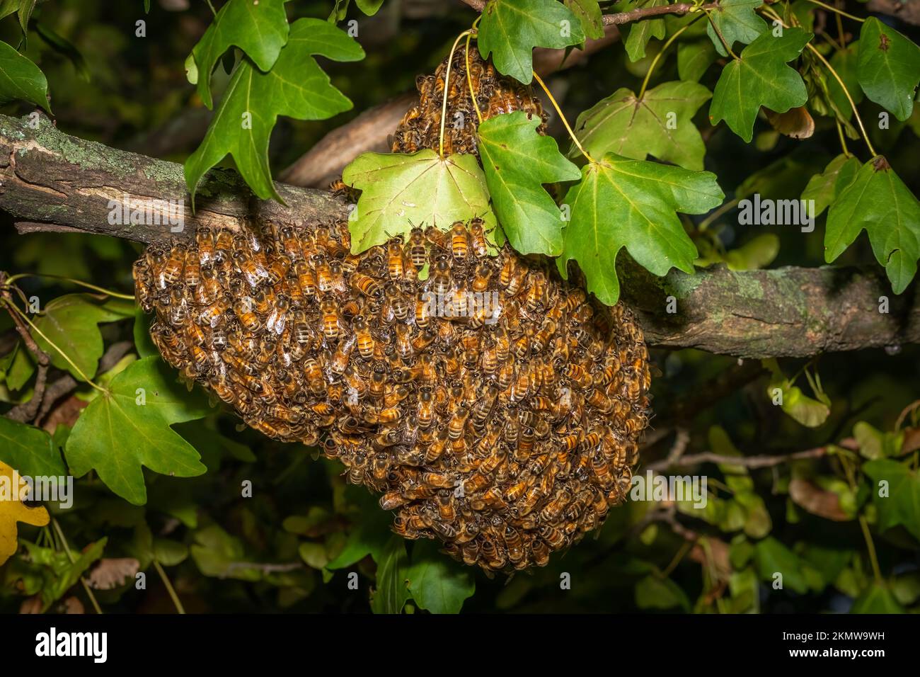 A swarm of Western Honeybees (Apis mellifera) ball up in a maple tree ...