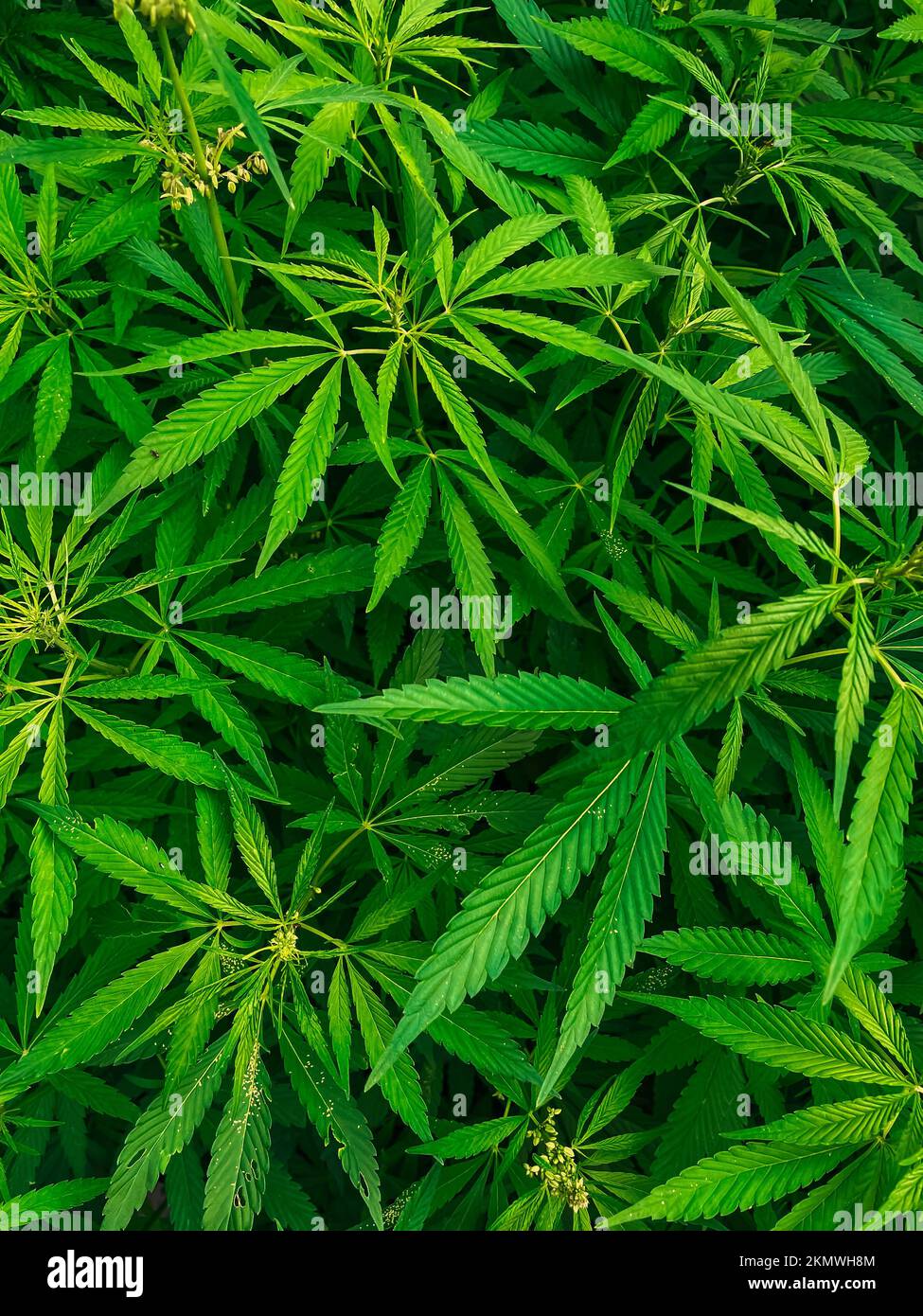 Saturated leaves on marijuana bushes close up. Top view Stock Photo - Alamy