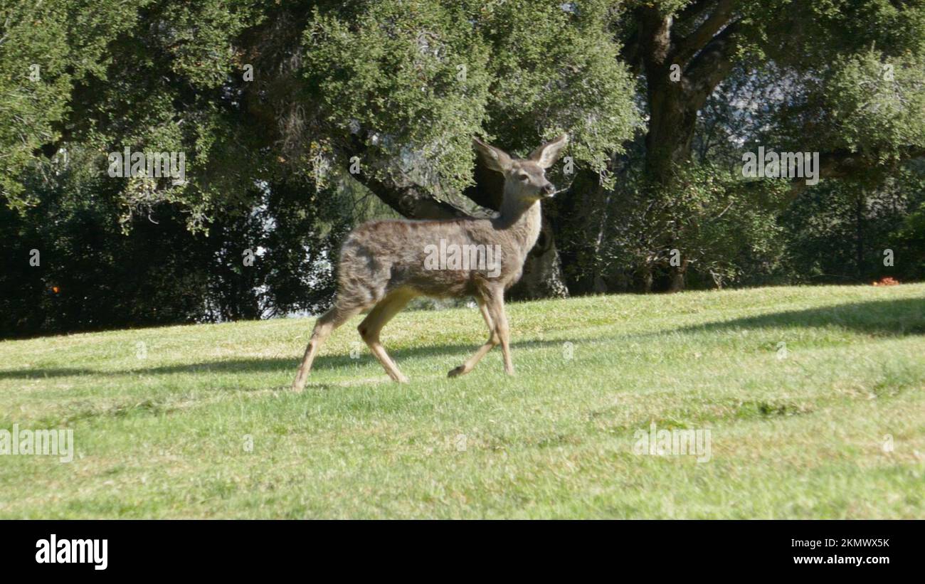 Los Angeles, California, USA 25th November 2022 Deer at Forest Lawn ...