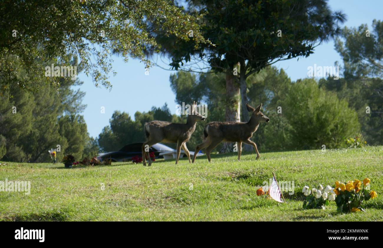 Los Angeles, California, USA 25th November 2022 Deer at Forest Lawn ...