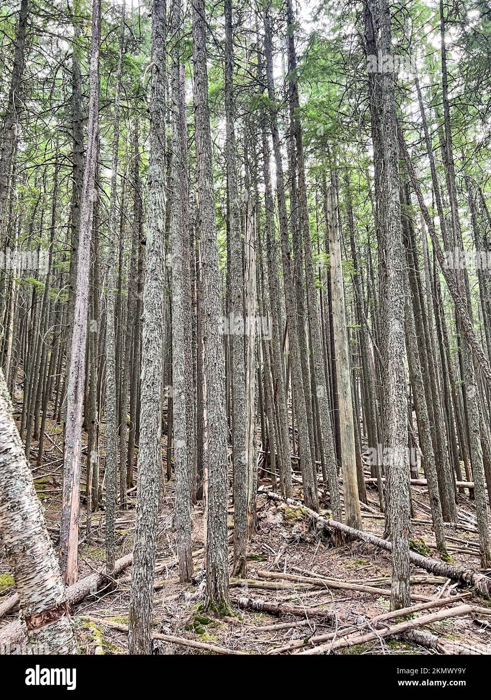 Dense new growth in a younger section along the Trail of Cedars in ...