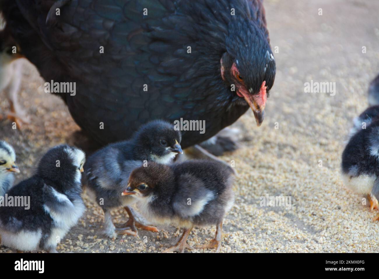 A closeup of a black hen with its little cute chickens searching for ...