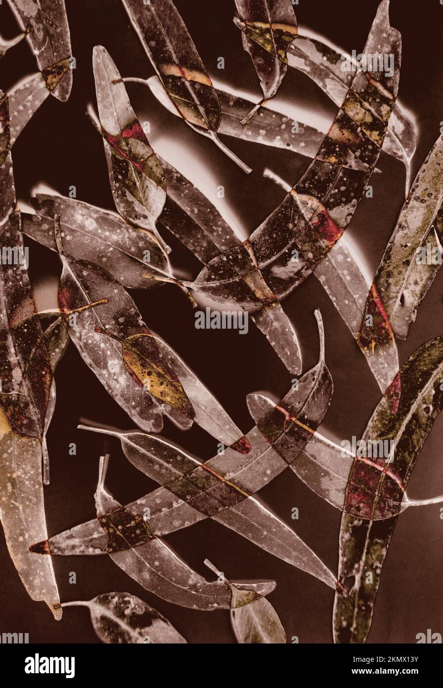 Dead gum leaves hi-res stock photography and images - Alamy