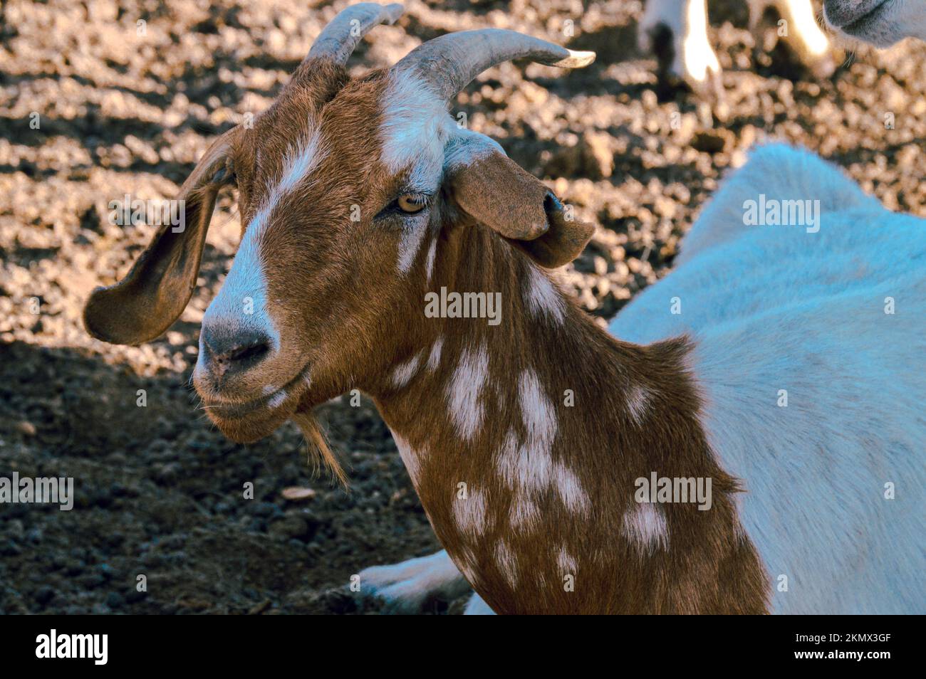 A closeup shot of a female farm goat laying on the dirt ground with ...