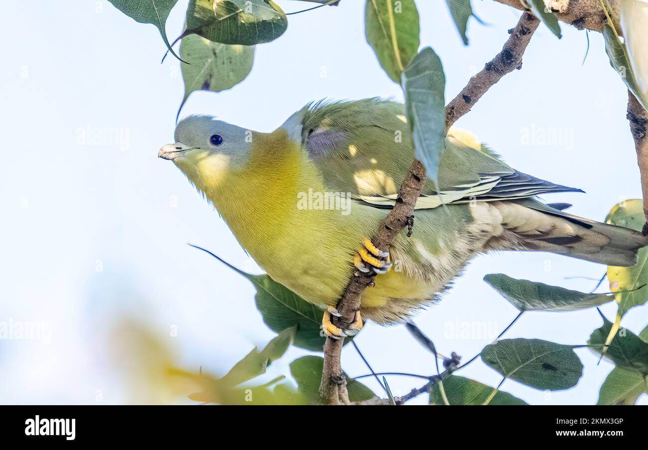 A beautiful shot of yellow-footed green pigeon perching on a tree ...