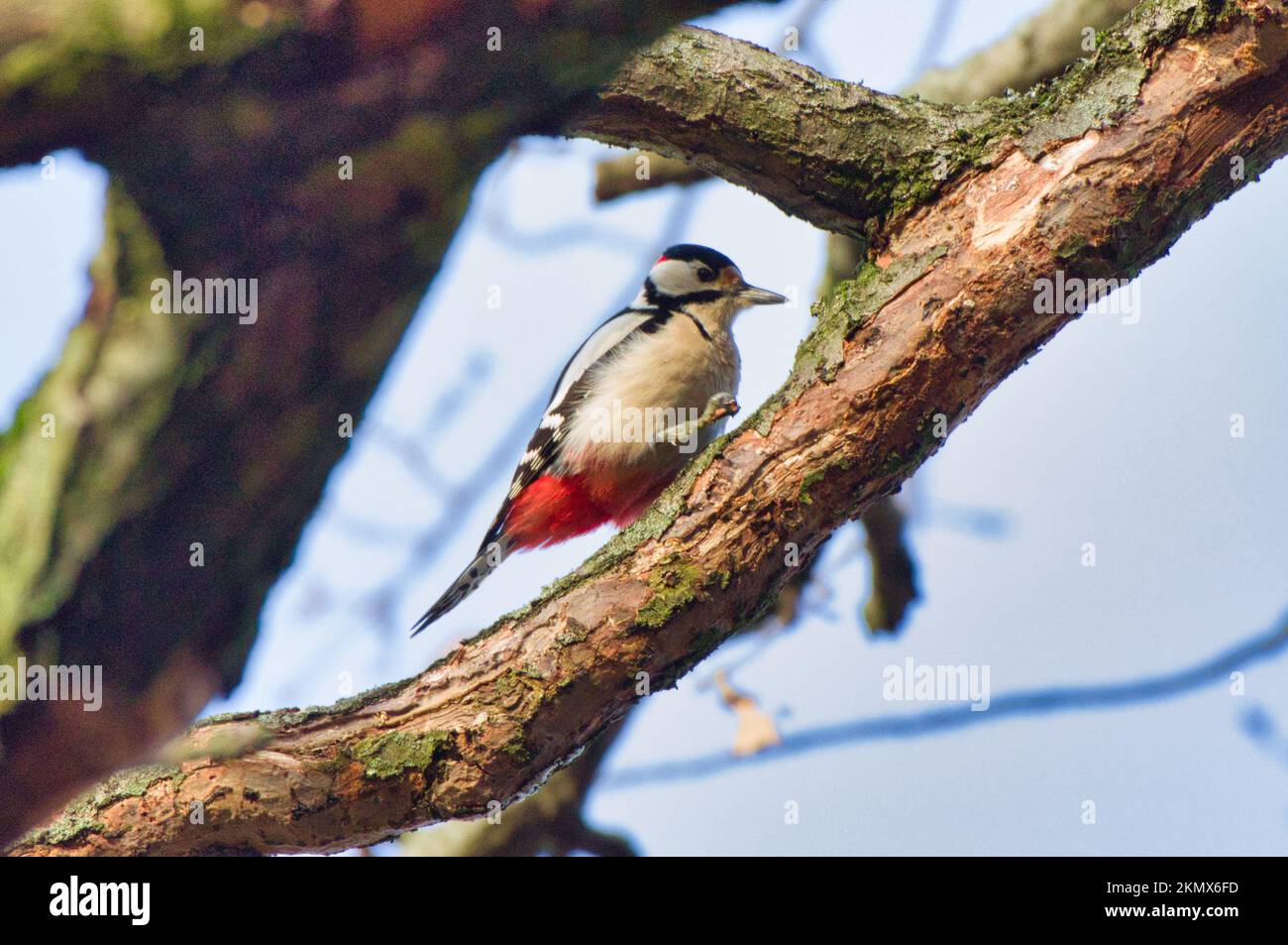 A closeup of a cute woodpecker standing on the tree branch pecking and ...