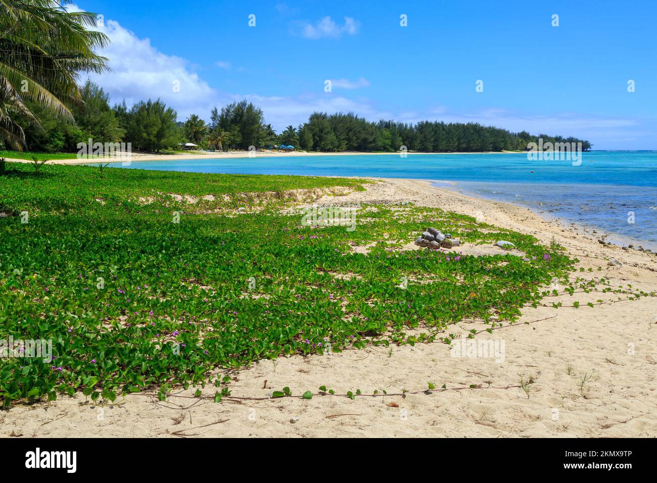Beach morning glory, Ipomoea pes-caprae, growing on a beach in ...