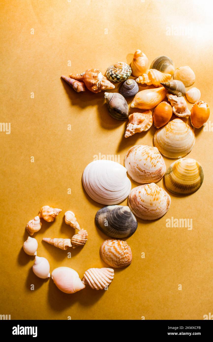 Creative still life composition with a gathering of sea shells combined ...