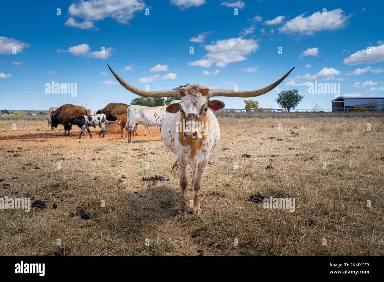 Texas Longhorn standing in dry open paddock looking directly at camera ...
